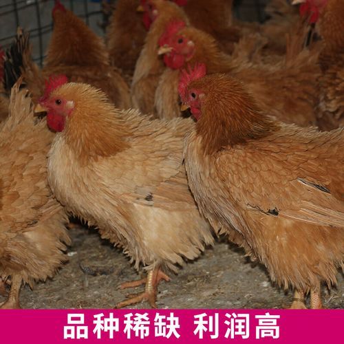 鸡苗品种大全及图片名字_如何挑选优质鸡苗-第1张图片-山城妙识 鸡苗品种大全及图片名字_如何挑选优质鸡苗-第1张图片-山城妙识