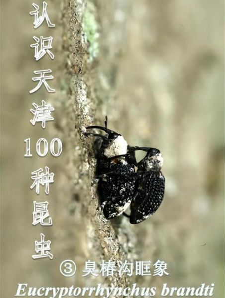 臭椿沟眶象怎么防治_臭椿沟眶象危害症状-第1张图片-山城妙识 臭椿沟眶象怎么防治_臭椿沟眶象危害症状-第1张图片-山城妙识