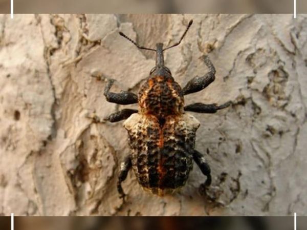 臭椿沟眶象怎么防治_臭椿沟眶象危害症状-第3张图片-山城妙识 臭椿沟眶象怎么防治_臭椿沟眶象危害症状-第3张图片-山城妙识