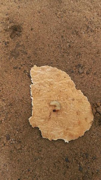 臭椿沟眶象怎么防治_臭椿沟眶象危害症状-第2张图片-山城妙识 臭椿沟眶象怎么防治_臭椿沟眶象危害症状-第2张图片-山城妙识