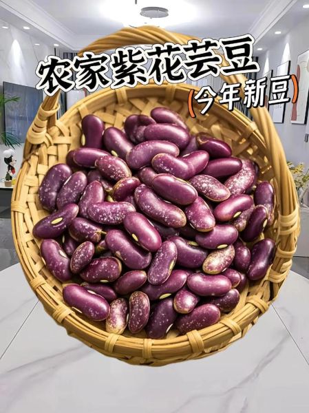 芸豆图片大全哪里找_芸豆品种怎么区分-第1张图片-山城妙识