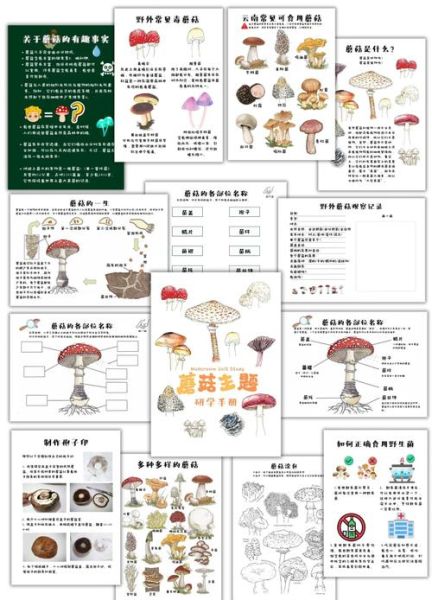 常见可食用蘑菇有哪些_如何区分毒蘑菇与可食用蘑菇-第1张图片-山城妙识 常见可食用蘑菇有哪些_如何区分毒蘑菇与可食用蘑菇-第1张图片-山城妙识