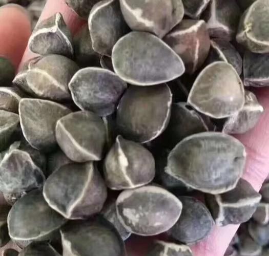 辣木籽对男性性功能有效吗_男人吃辣木籽多久见效-第2张图片-山城妙识 辣木籽对男性性功能有效吗_男人吃辣木籽多久见效-第2张图片-山城妙识