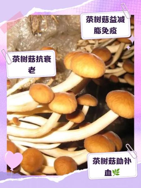 女人吃茶树菇的好处_茶树菇对女性有哪些功效-第2张图片-山城妙识