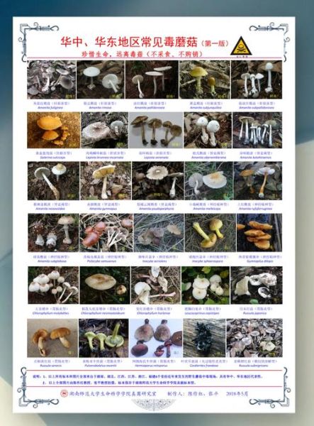 常见可食用蘑菇有哪些_如何区分毒蘑菇与可食用蘑菇-第3张图片-山城妙识 常见可食用蘑菇有哪些_如何区分毒蘑菇与可食用蘑菇-第3张图片-山城妙识