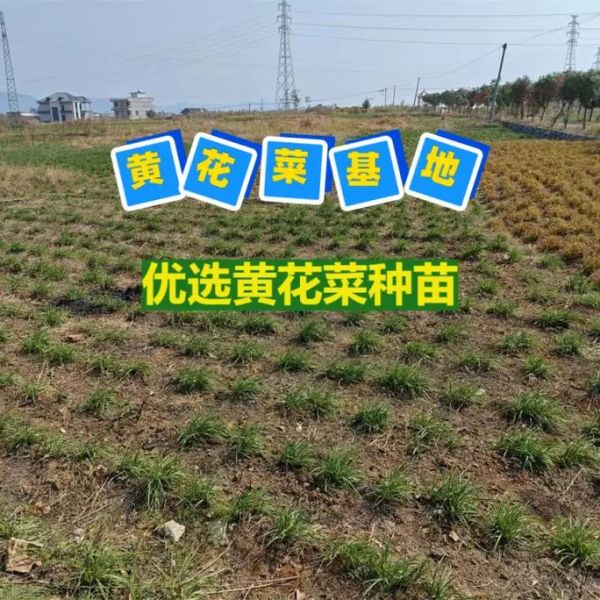 黄花菜种苗怎么选_黄花菜种苗价格多少钱一株-第1张图片-山城妙识 黄花菜种苗怎么选_黄花菜种苗价格多少钱一株-第1张图片-山城妙识