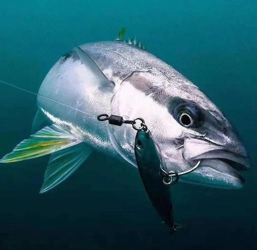 鲣鱼多少钱一斤_鲣鱼价格行情-第2张图片-山城妙识 鲣鱼多少钱一斤_鲣鱼价格行情-第2张图片-山城妙识