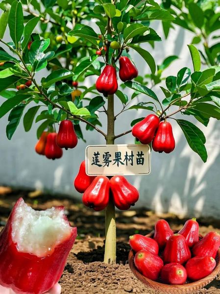 莲雾果树图片_莲雾果树怎么种-第3张图片-山城妙识