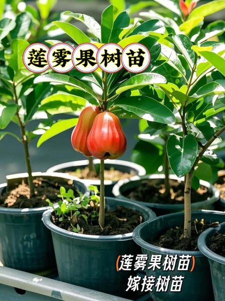 莲雾果树图片_莲雾果树怎么种-第2张图片-山城妙识