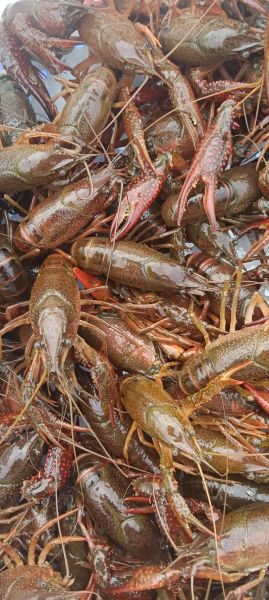 小龙虾怎么养_小龙虾养殖技术要点-第3张图片-山城妙识