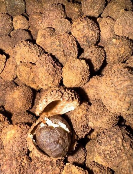 阳春砂仁多少钱一斤_正宗阳春砂仁价格行情-第2张图片-山城妙识 阳春砂仁多少钱一斤_正宗阳春砂仁价格行情-第2张图片-山城妙识