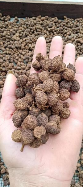 阳春砂仁多少钱一斤_正宗阳春砂仁价格行情-第1张图片-山城妙识 阳春砂仁多少钱一斤_正宗阳春砂仁价格行情-第1张图片-山城妙识