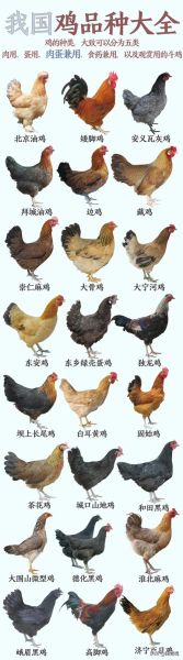 鸡的品种大全_鸡图片怎么拍好看-第2张图片-山城妙识 鸡的品种大全_鸡图片怎么拍好看-第2张图片-山城妙识