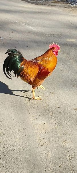 鸡的品种大全_鸡图片怎么拍好看-第1张图片-山城妙识 鸡的品种大全_鸡图片怎么拍好看-第1张图片-山城妙识