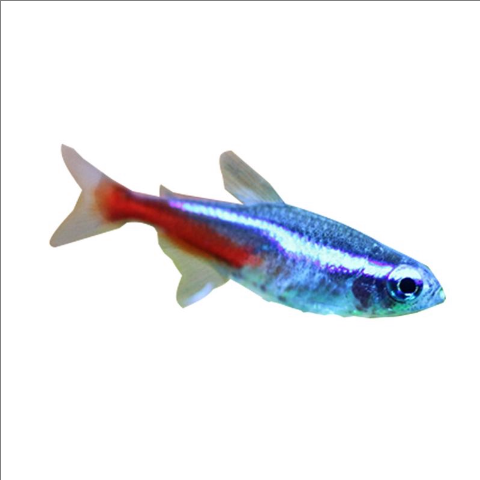 灯鱼好养吗_灯鱼饲养难度-第2张图片-山城妙识