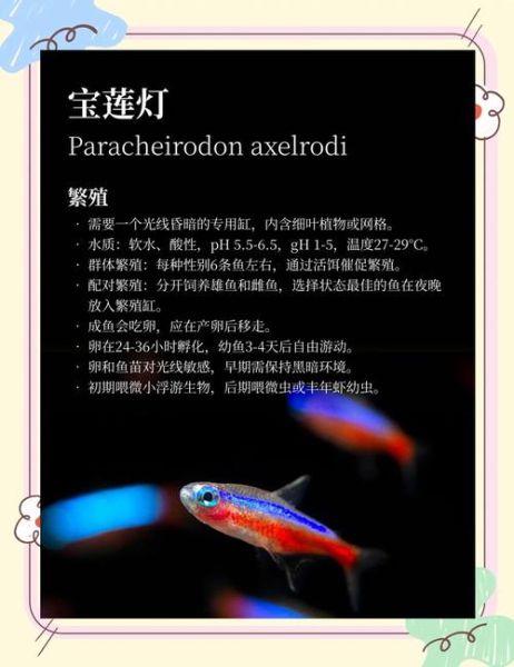 灯鱼好养吗_灯鱼饲养难度-第1张图片-山城妙识