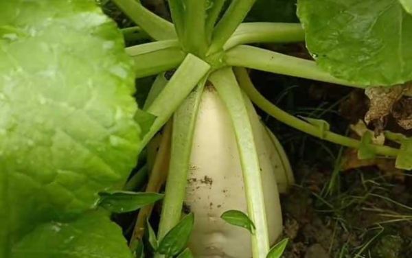 萝卜的拼音标准读法_萝卜怎么拼读才正确-第2张图片-山城妙识