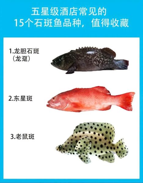 石斑鱼有哪些常见种类_如何区分东星斑与老虎斑-第2张图片-山城妙识 石斑鱼有哪些常见种类_如何区分东星斑与老虎斑-第2张图片-山城妙识