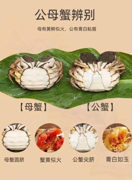 阳澄湖大闸蟹多少钱一只_2024最新价格表-第2张图片-山城妙识 阳澄湖大闸蟹多少钱一只_2024最新价格表-第2张图片-山城妙识