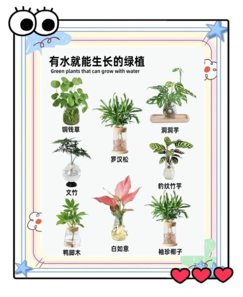 parsley怎么种_parsley可以水培吗-第1张图片-山城妙识 parsley怎么种_parsley可以水培吗-第1张图片-山城妙识