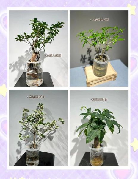 parsley怎么种_parsley可以水培吗-第2张图片-山城妙识 parsley怎么种_parsley可以水培吗-第2张图片-山城妙识