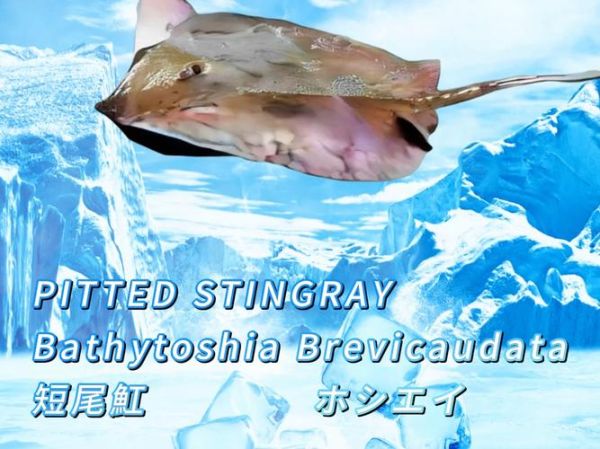 魟鱼图片大全_魟鱼品种怎么区分-第2张图片-山城妙识 魟鱼图片大全_魟鱼品种怎么区分-第2张图片-山城妙识