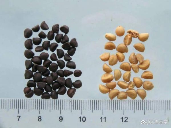 牵牛子有毒吗_牵牛子中毒症状-第1张图片-山城妙识 牵牛子有毒吗_牵牛子中毒症状-第1张图片-山城妙识