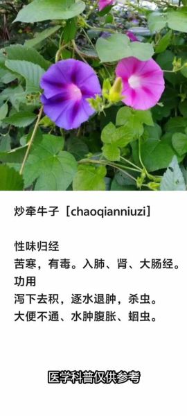 牵牛子有毒吗_牵牛子中毒症状-第2张图片-山城妙识 牵牛子有毒吗_牵牛子中毒症状-第2张图片-山城妙识