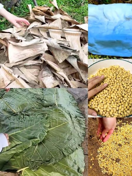 豆芽菜怎么种_家庭无土培育技巧-第3张图片-山城妙识 豆芽菜怎么种_家庭无土培育技巧-第3张图片-山城妙识