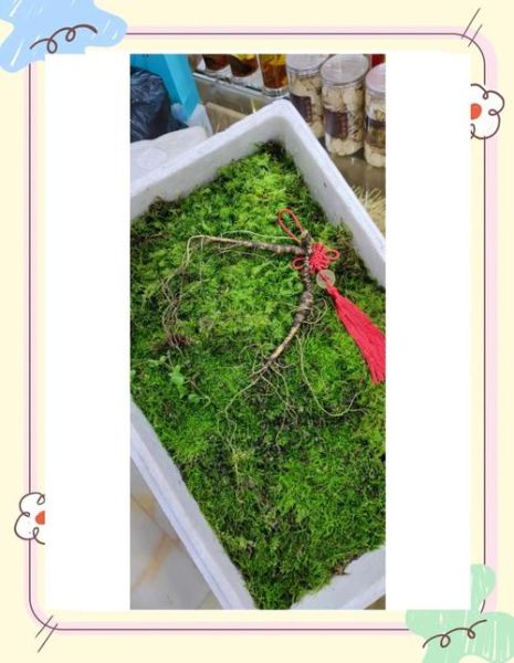 野山参怎么吃最好_野山参有哪些禁忌-第1张图片-山城妙识 野山参怎么吃最好_野山参有哪些禁忌-第1张图片-山城妙识