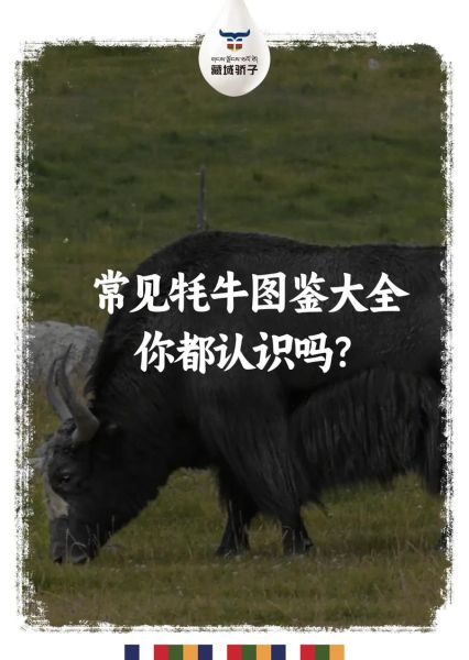 牦牛是什么动物_牦牛和奶牛有什么区别-第1张图片-山城妙识 牦牛是什么动物_牦牛和奶牛有什么区别-第1张图片-山城妙识