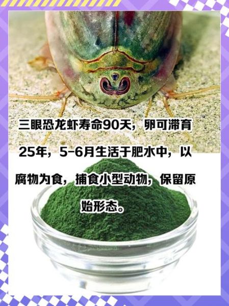 三眼恐龙虾多少钱一只_三眼恐龙虾价格-第1张图片-山城妙识 三眼恐龙虾多少钱一只_三眼恐龙虾价格-第1张图片-山城妙识