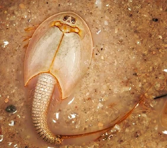 三眼恐龙虾多少钱一只_三眼恐龙虾价格-第2张图片-山城妙识 三眼恐龙虾多少钱一只_三眼恐龙虾价格-第2张图片-山城妙识