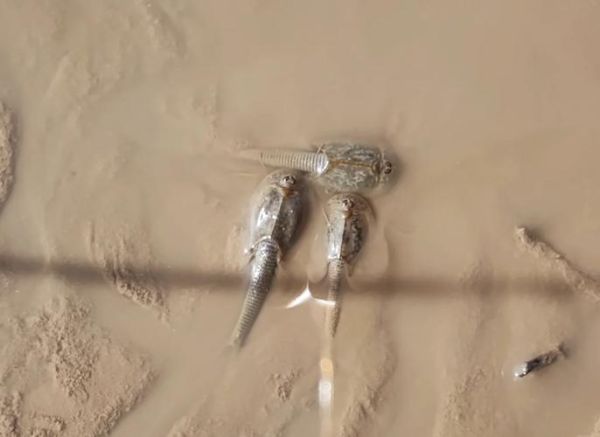 三眼恐龙虾多少钱一只_三眼恐龙虾价格-第3张图片-山城妙识 三眼恐龙虾多少钱一只_三眼恐龙虾价格-第3张图片-山城妙识