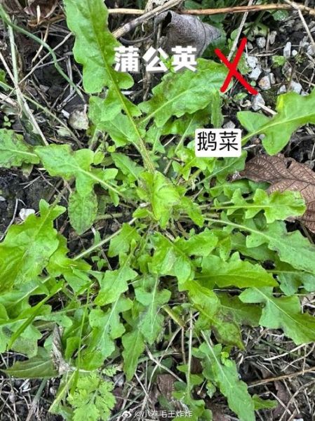 荠荠菜图片长什么样_荠荠菜和蒲公英区别-第2张图片-山城妙识 荠荠菜图片长什么样_荠荠菜和蒲公英区别-第2张图片-山城妙识