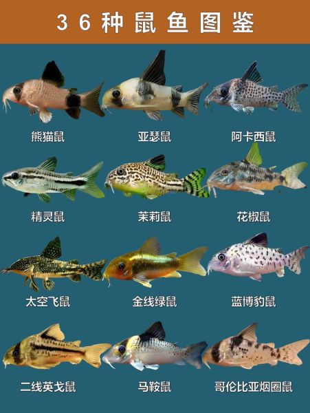 老鼠斑和苏眉鱼哪个贵_价格差异原因-第1张图片-山城妙识 老鼠斑和苏眉鱼哪个贵_价格差异原因-第1张图片-山城妙识