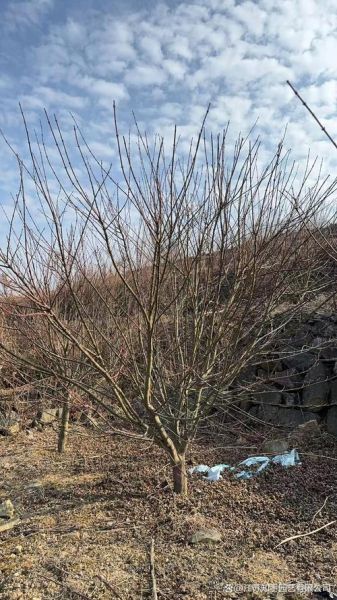 鸡爪槭冠幅一般多大_如何测量鸡爪槭冠幅-第3张图片-山城妙识 鸡爪槭冠幅一般多大_如何测量鸡爪槭冠幅-第3张图片-山城妙识