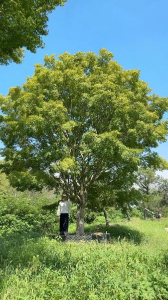 鸡爪槭冠幅一般多大_如何测量鸡爪槭冠幅-第2张图片-山城妙识 鸡爪槭冠幅一般多大_如何测量鸡爪槭冠幅-第2张图片-山城妙识