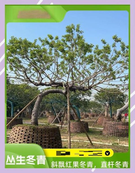 红果冬青树图片_如何识别真假红果冬青-第1张图片-山城妙识 红果冬青树图片_如何识别真假红果冬青-第1张图片-山城妙识