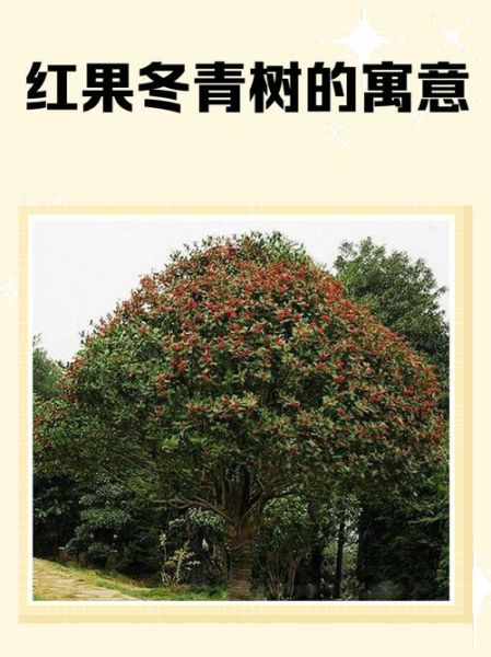 红果冬青树图片_如何识别真假红果冬青-第3张图片-山城妙识 红果冬青树图片_如何识别真假红果冬青-第3张图片-山城妙识