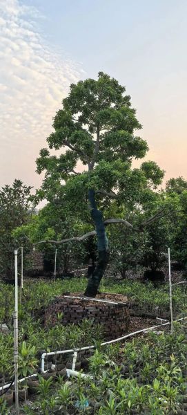 红果冬青树图片_如何识别真假红果冬青-第2张图片-山城妙识 红果冬青树图片_如何识别真假红果冬青-第2张图片-山城妙识