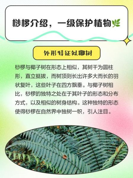裟椤是什么植物_裟椤的养护方法-第3张图片-山城妙识 裟椤是什么植物_裟椤的养护方法-第3张图片-山城妙识