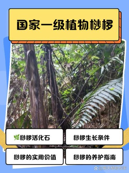 裟椤是什么植物_裟椤的养护方法-第2张图片-山城妙识 裟椤是什么植物_裟椤的养护方法-第2张图片-山城妙识