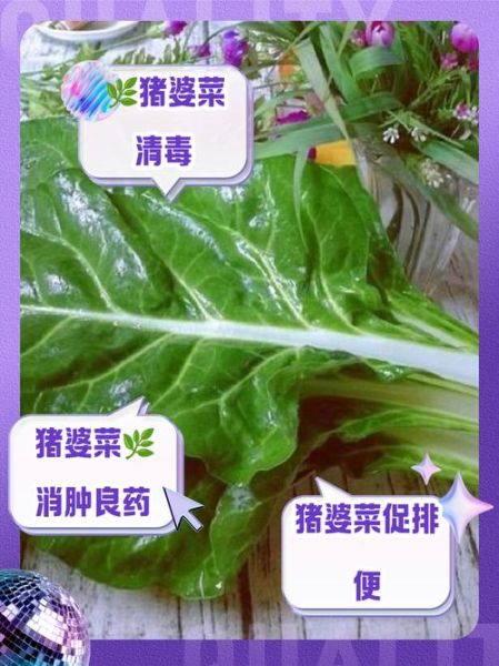 猪乸菜的功效与作用_猪乸菜图片长什么样-第1张图片-山城妙识