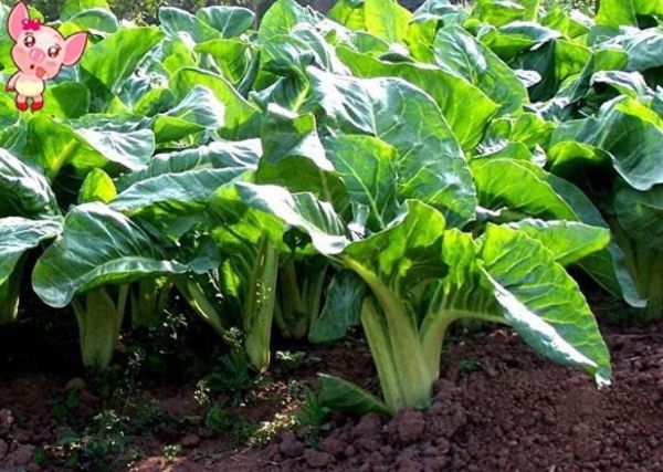 猪乸菜的功效与作用_猪乸菜图片长什么样-第3张图片-山城妙识