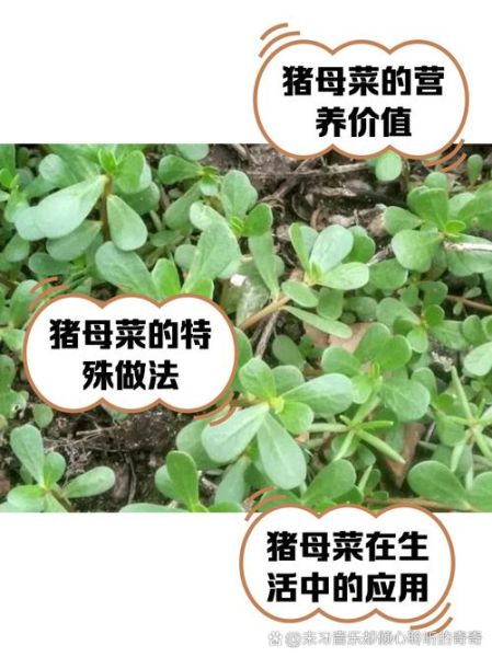 猪乸菜的功效与作用_猪乸菜图片长什么样-第2张图片-山城妙识