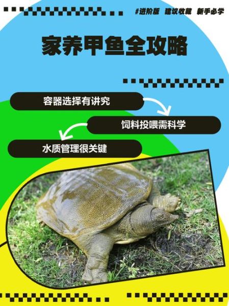 甲鱼养殖成本利润分析_甲鱼养殖一亩赚多少钱-第2张图片-山城妙识