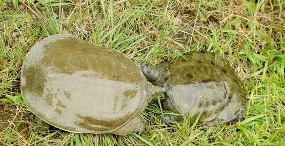 甲鱼养殖成本利润分析_甲鱼养殖一亩赚多少钱-第1张图片-山城妙识