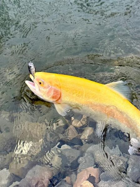 鳟怎么读_鳟鱼是什么鱼-第2张图片-山城妙识 鳟怎么读_鳟鱼是什么鱼-第2张图片-山城妙识