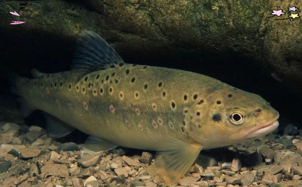 鳟怎么读_鳟鱼是什么鱼-第3张图片-山城妙识 鳟怎么读_鳟鱼是什么鱼-第3张图片-山城妙识